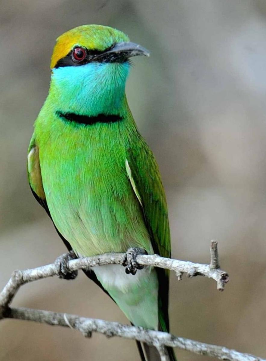 Bundala National Park | Sri Lanka Biodiversity