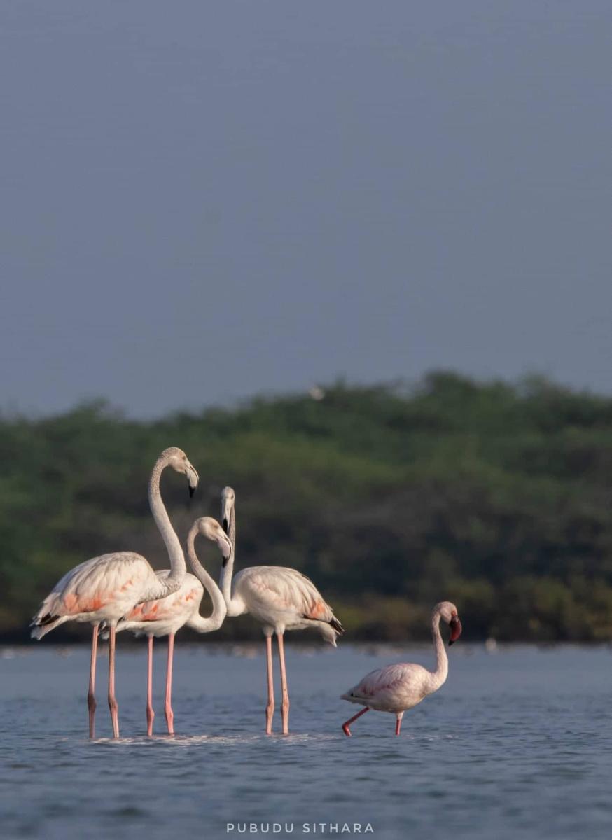 Sri Lankan Wildlife | Sri Lanka Biodiversity