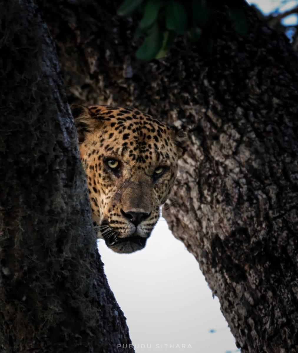 Sri Lankan Wildlife | Sri Lanka Biodiversity