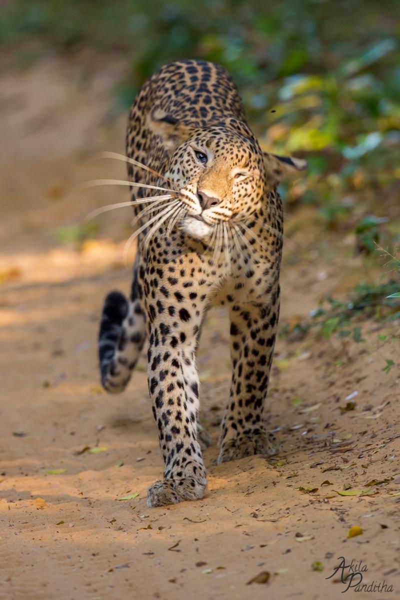 Wilpattu National Park | Sri Lanka Biodiversity