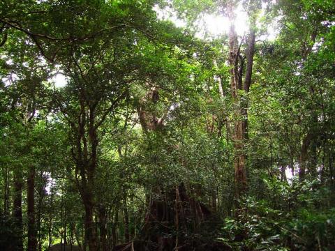 Tropical dry monsoon (mixed evergreen) forest | Sri Lanka Biodiversity