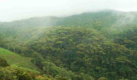 Tropical montane forest | Sri Lanka Biodiversity