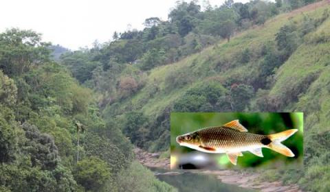 Labeo fisheri conservation and update of IUCN Red List endemic ...