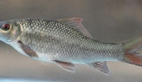 Long Term Conservation of Red Fin Labeo (Labeo lankae), Globally ...