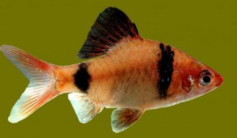 Bandula Barb conservation | Sri Lanka Biodiversity