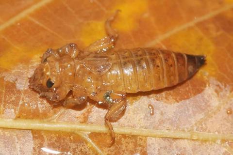 Gomphidae Larvae
