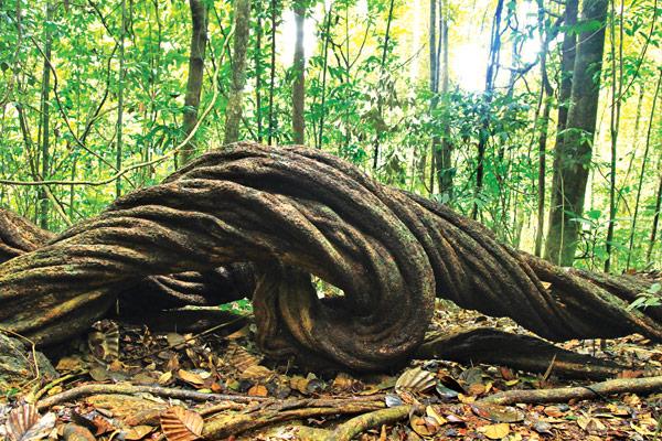 Tropical wet lowland evergreen forest | Sri Lanka Biodiversity