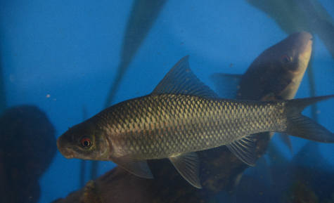 International Biodiversity Day Celebration - 2023 | Sri Lanka Biodiversity