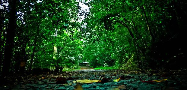 Tropical wet lowland evergreen forest | Sri Lanka Biodiversity